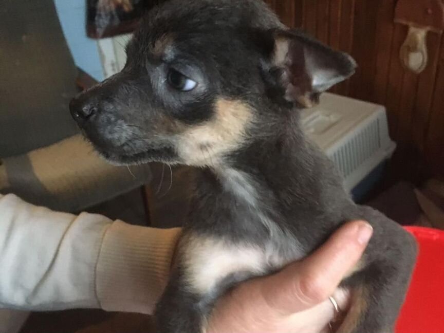 Щенки от маленькой собачки в ужасных условиях