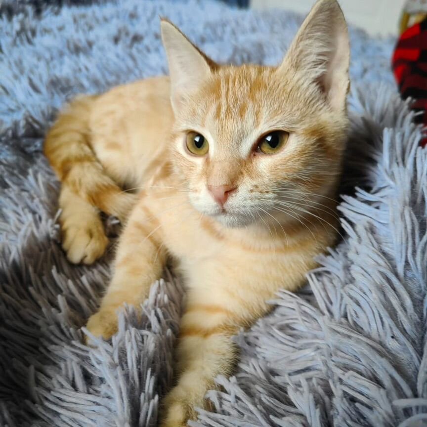 Мальчик 3,5 месяца