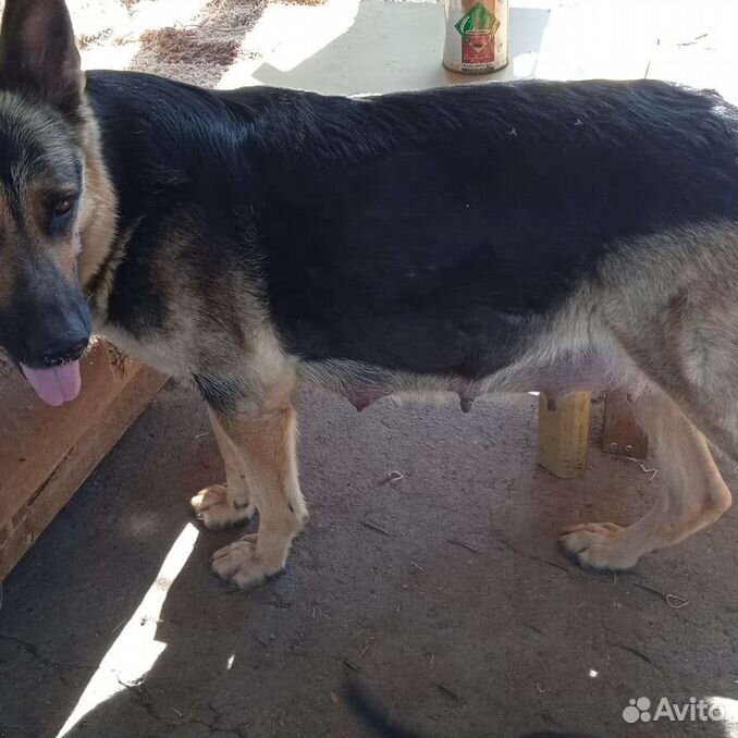 Немецкая овчарка+ Шарпей