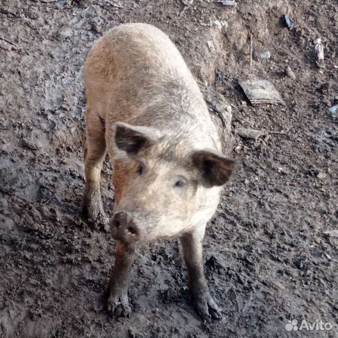 Венгерская мангалица