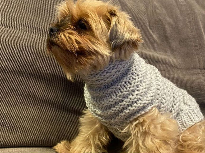 Свитер "Гусеничка" для маленьких собак