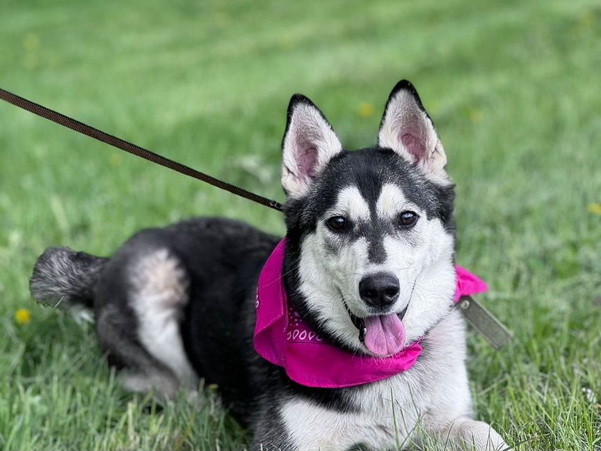 Джина из приюта ищет дом