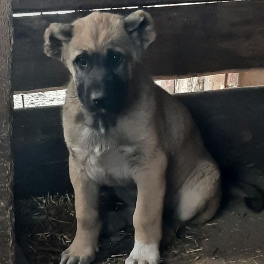 Гампр, щенок