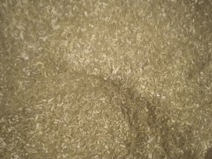 Кошачья мята