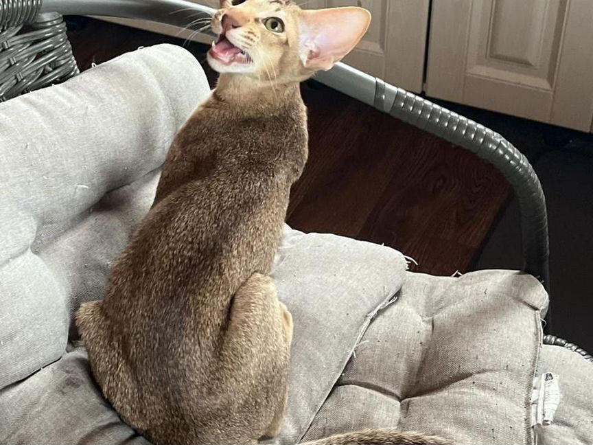 Ориентальный котик