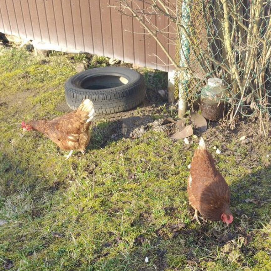 Продам кур несушек