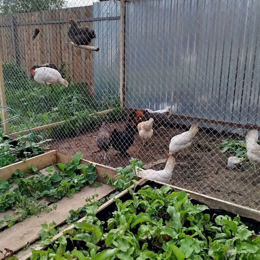 Куры несушки