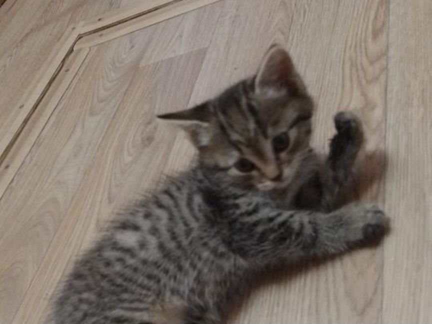 Отдам в добрые руки мальчик котенок