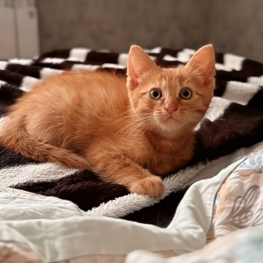 Сибирский котёнок