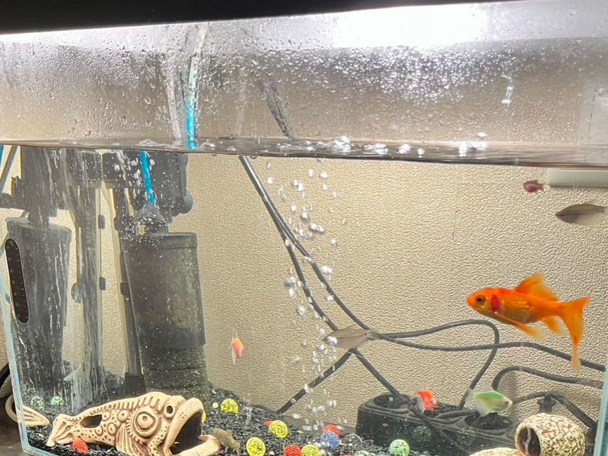 Аквариум с рыбками бесплатно