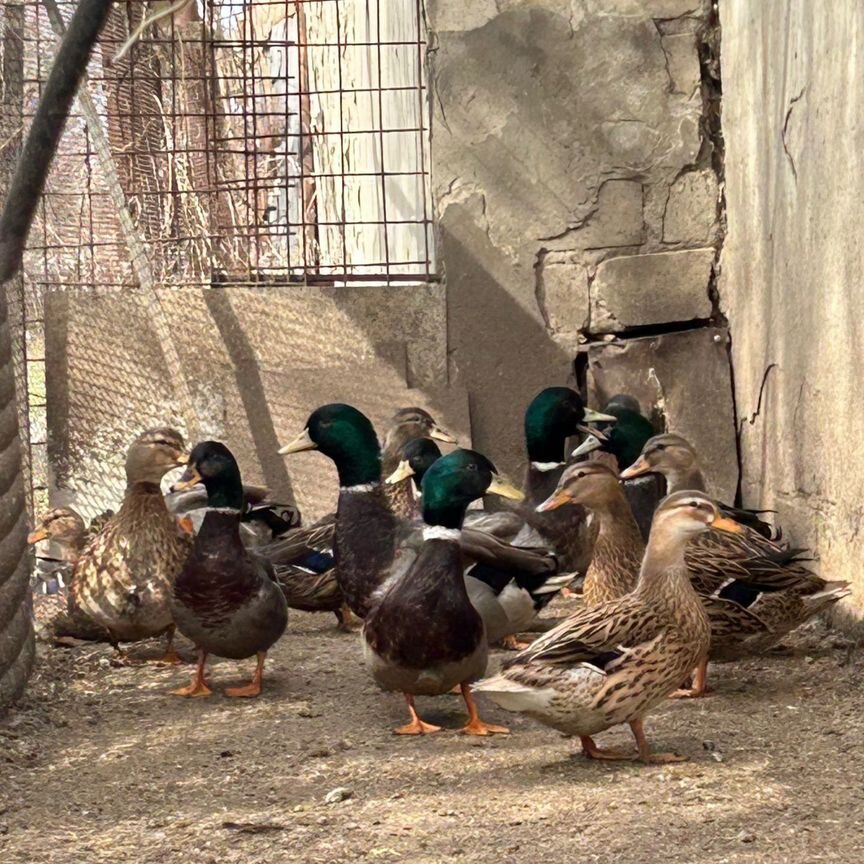 Утки подсадные для охоты