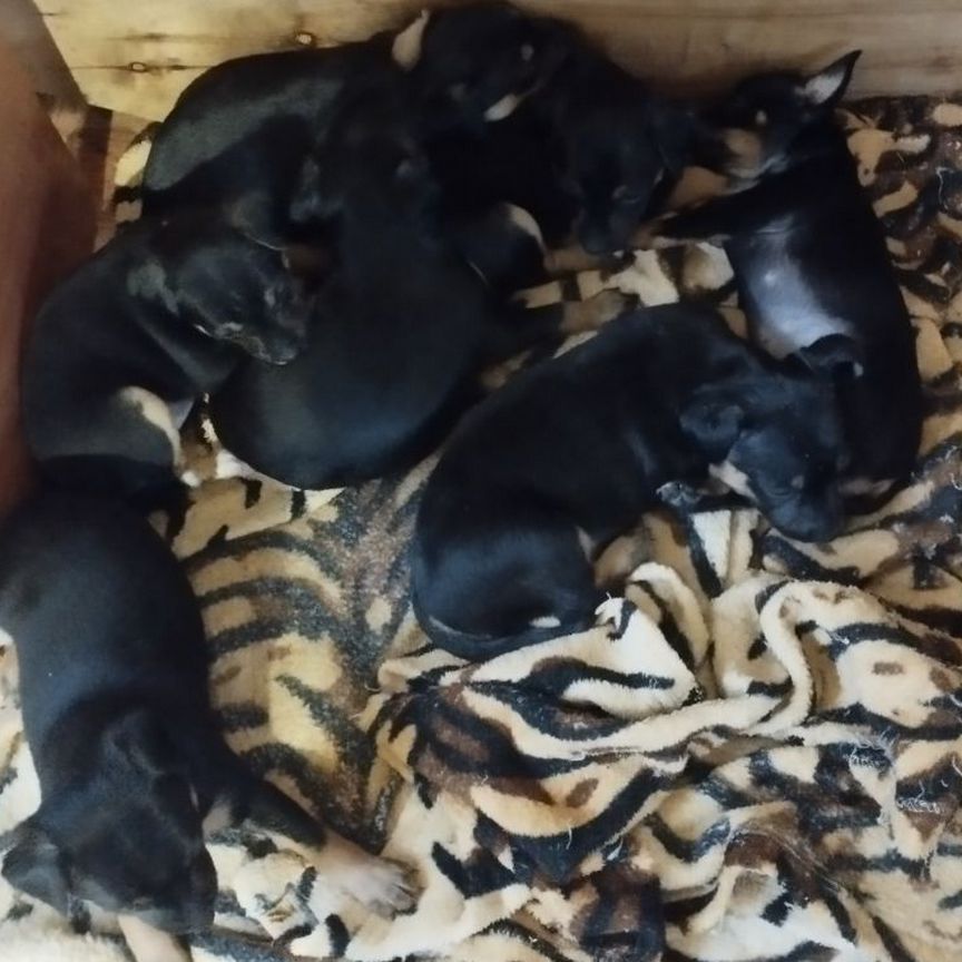 Русский той-терьер, щенок