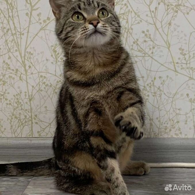 Эльза ищет дом