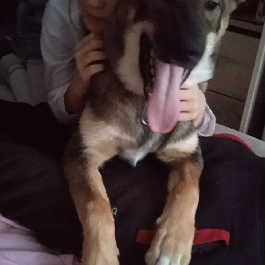 Кабель Лайка 3 года, ищет невесту