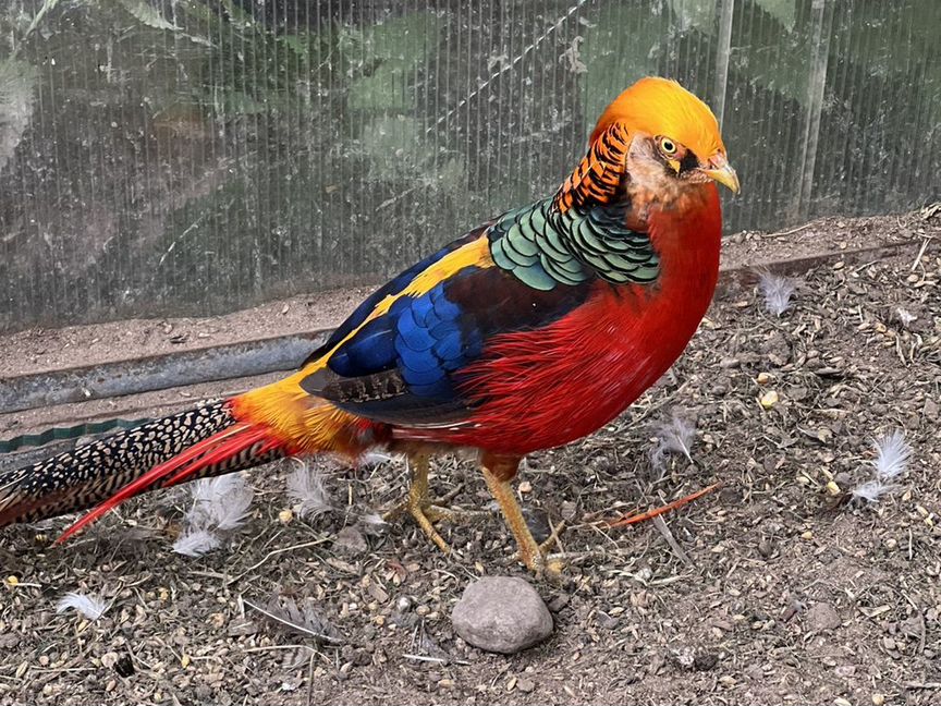 Золотой фазан