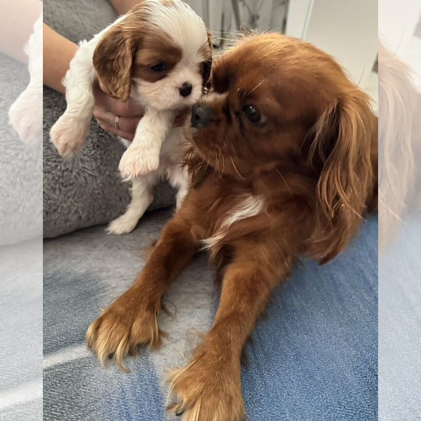 Щенки кавалер кинг чарльз спаниель без документов