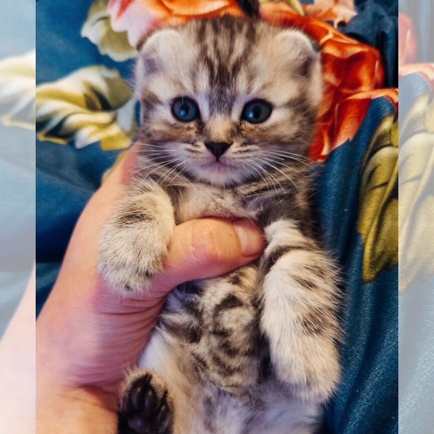 Шотландский вислоухий короткошёрстный котёнок