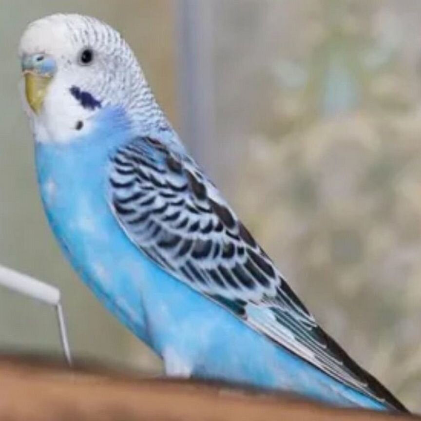 Волнистый попугай с клеткой самец и самка