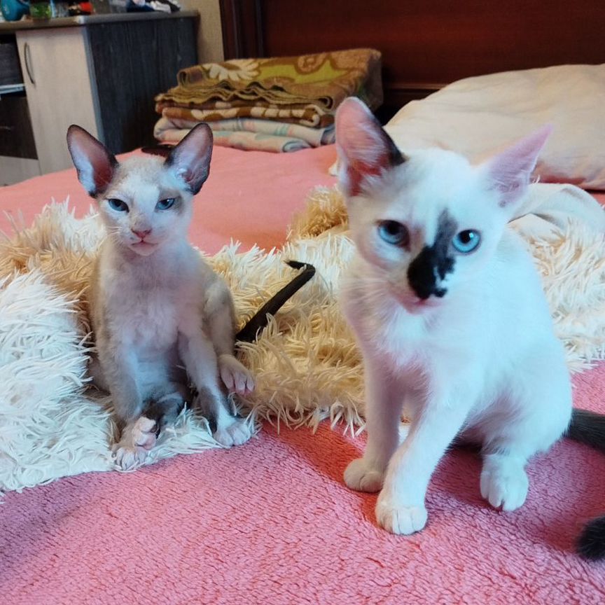 Донской сфинкс котёнок