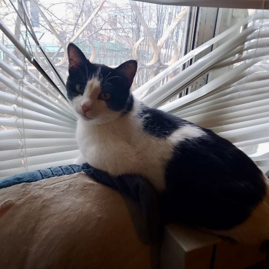 Кошка в добрые ладошки