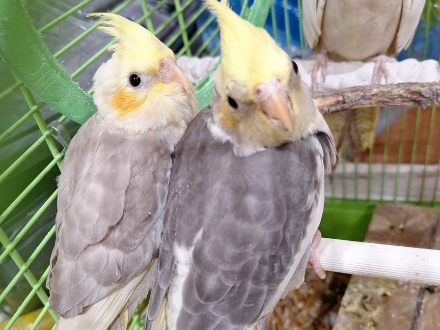 Попугай корелла птенец