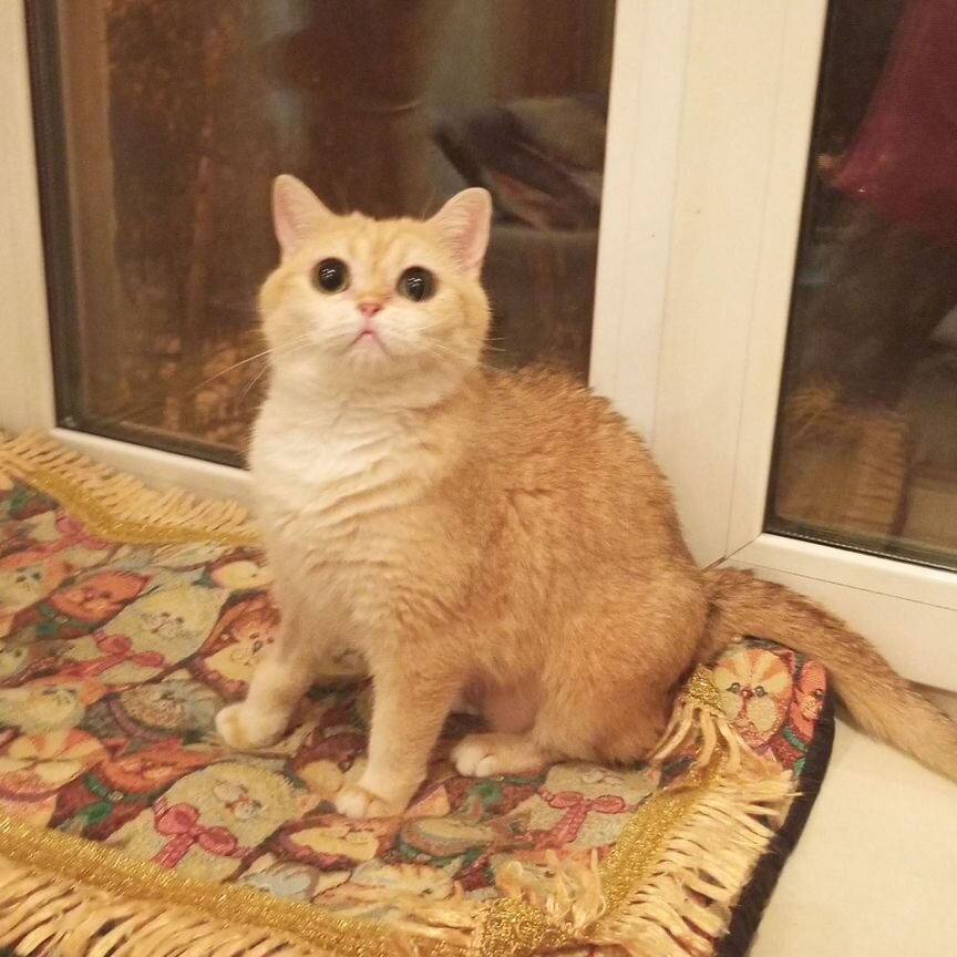 Шотландская кошка