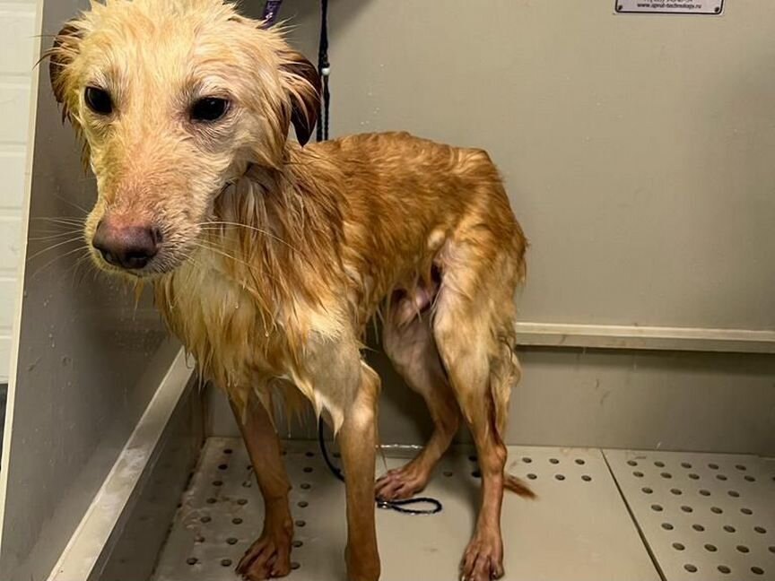 Собаку дважды предали