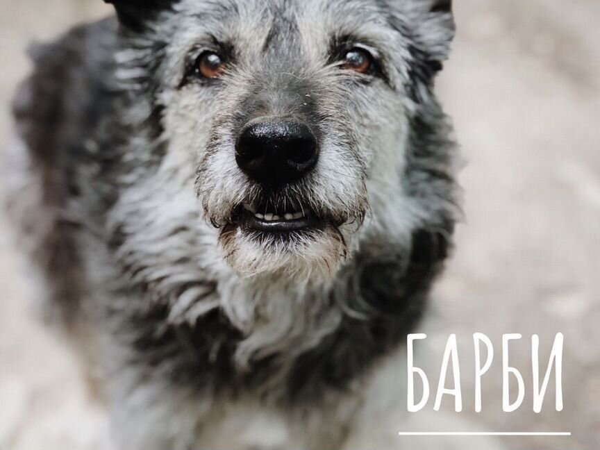 Барби ищет семью