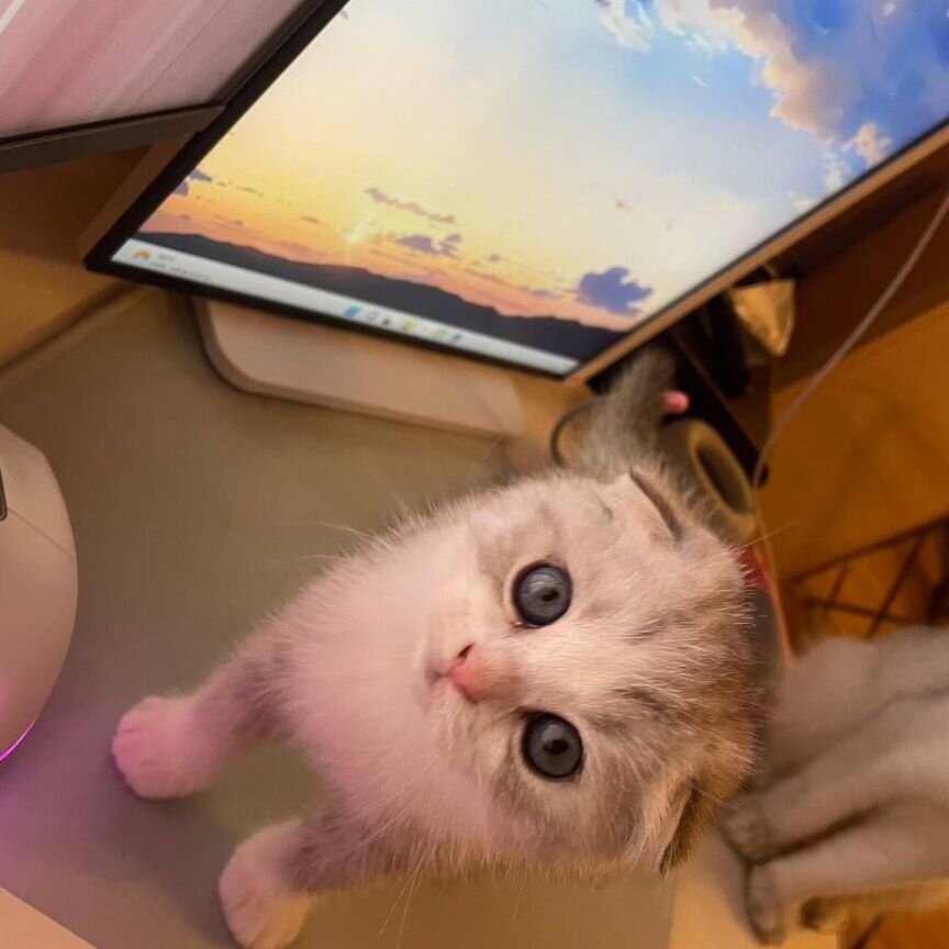 Шотландские котята