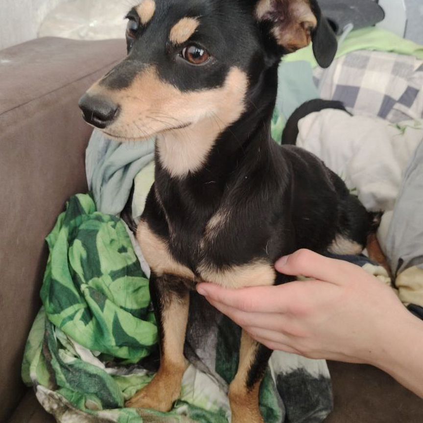 Немецкая овчарка, щенок