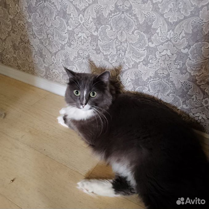 Кошка в дар и морская свинка