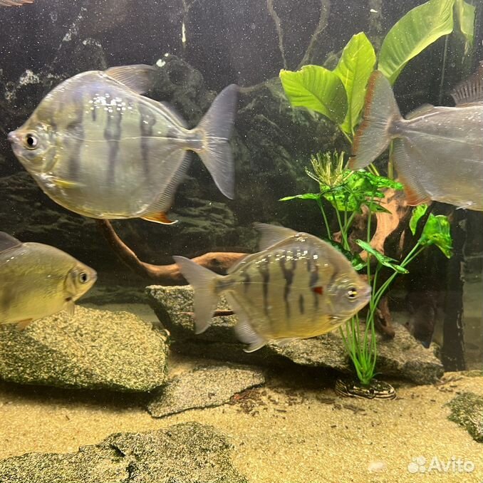 Продам метинесов и милеуса