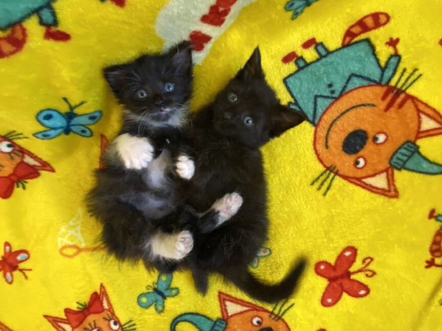 Красивые котята