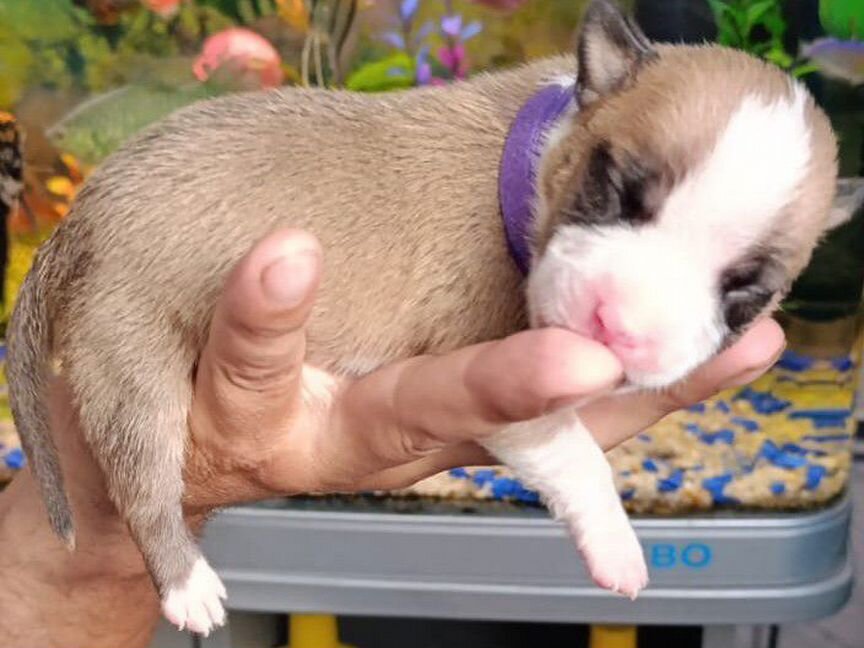 Американский стаффордширский терьер щенки