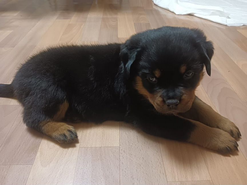 Алиментный щенок ротвейлера