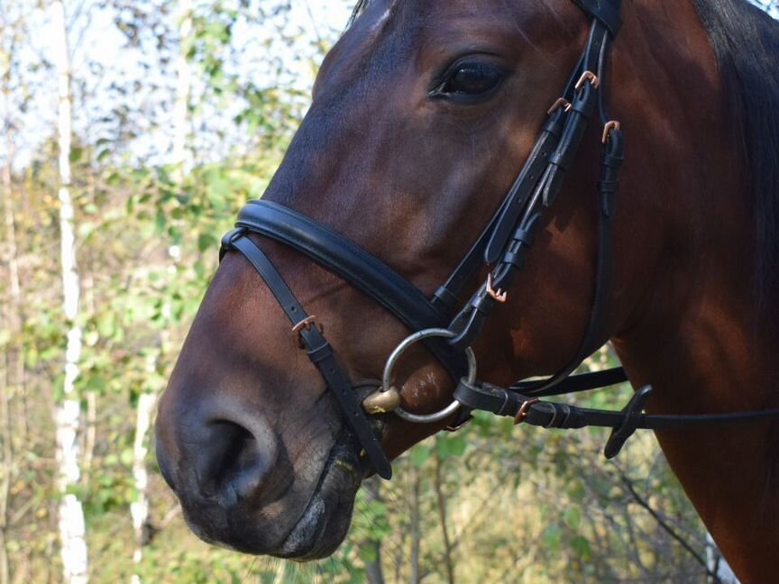 Уздечка для лошади коб-фулл