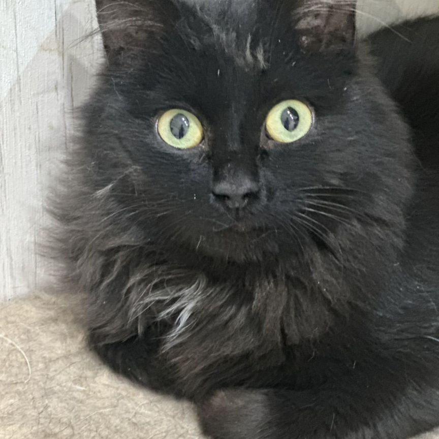 Взрослая кошка в добрые руки