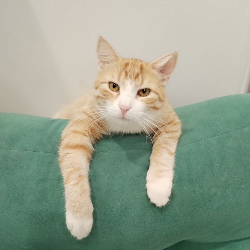 Классный активный кот