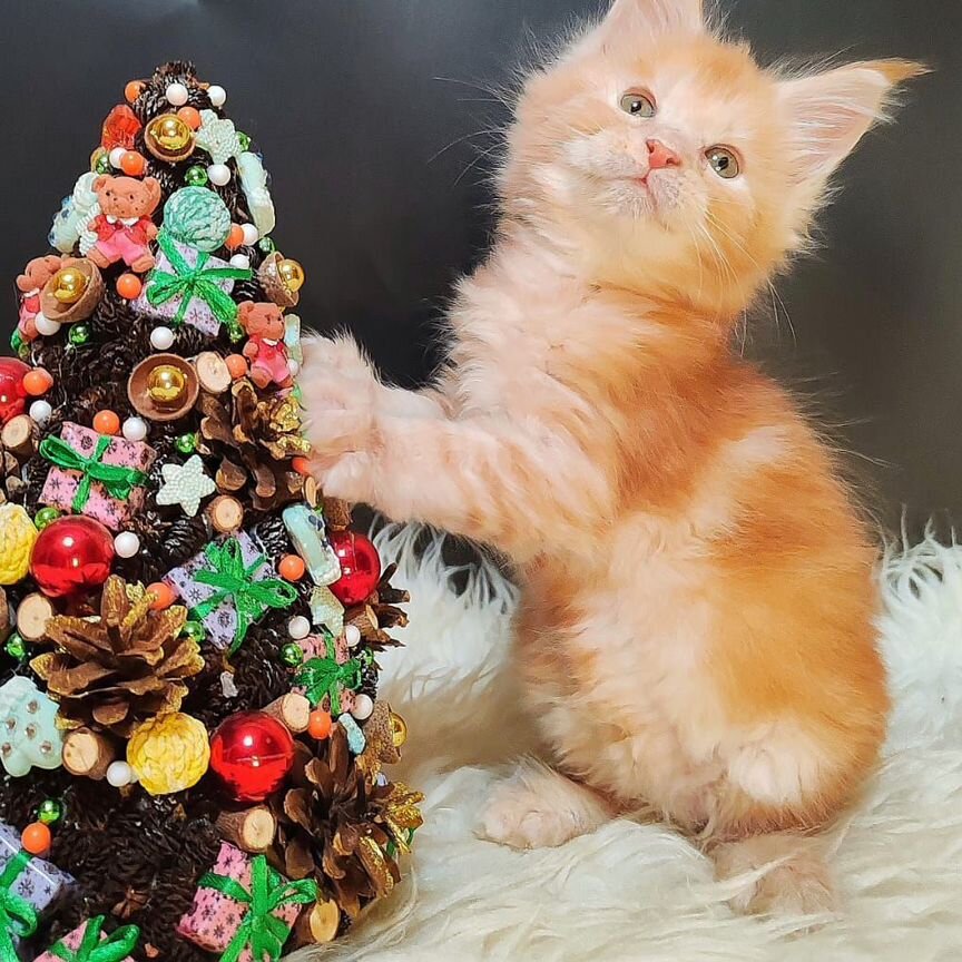 Шикарные котята Мейн-куна