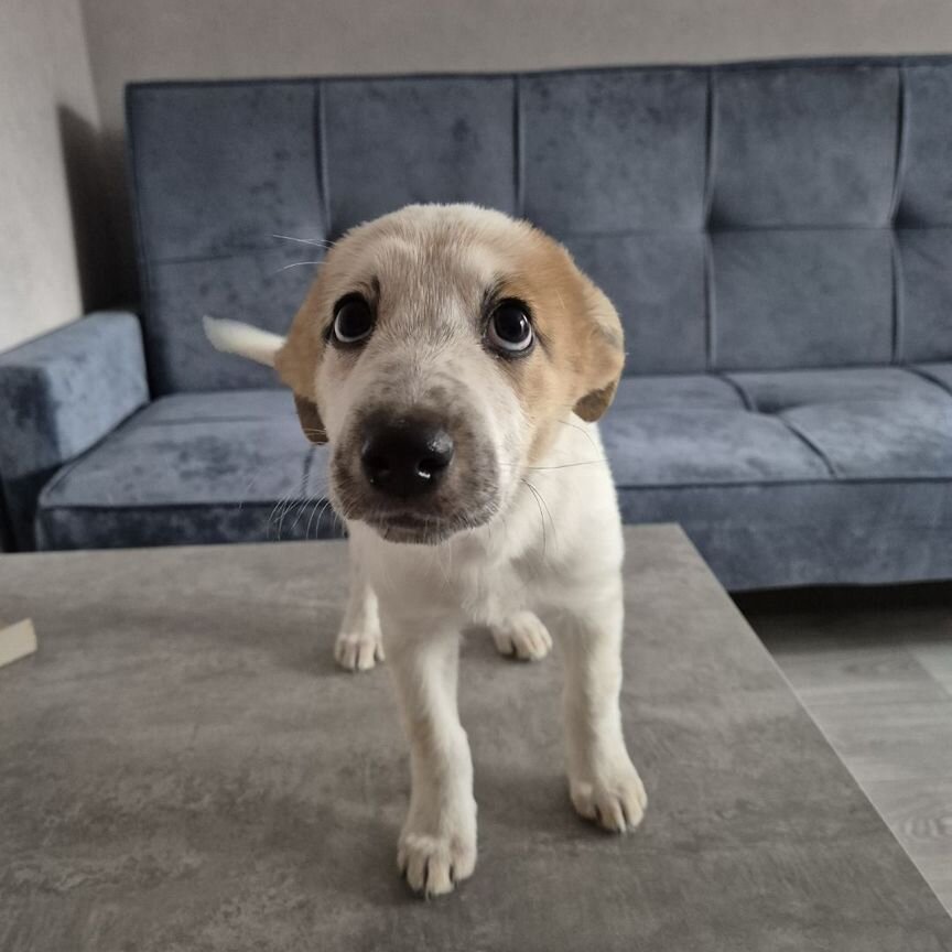 Щенок в добрые руки