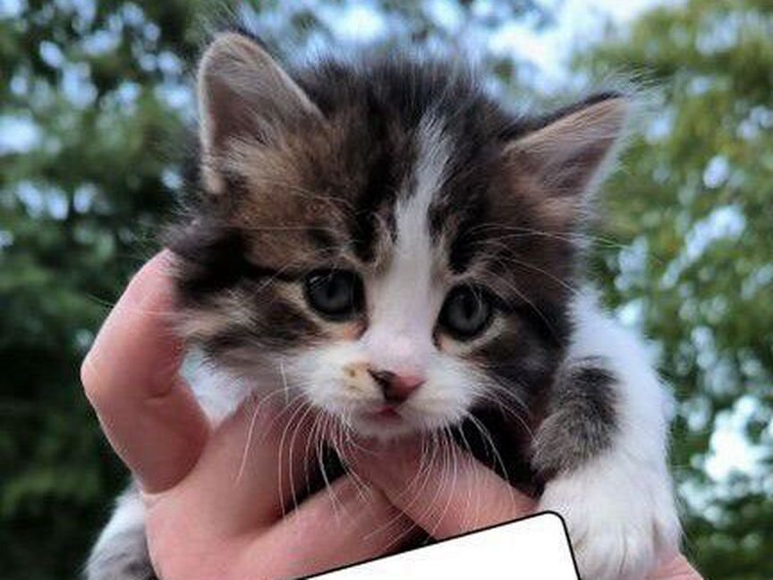 Котенок в добрые руки(кошка)