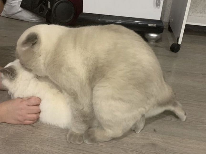 Шотландский кот вязка