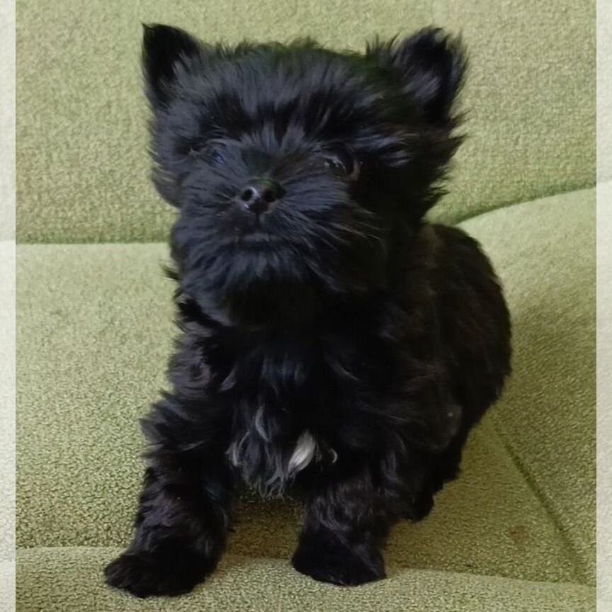 Йоркширский терьер, щенок