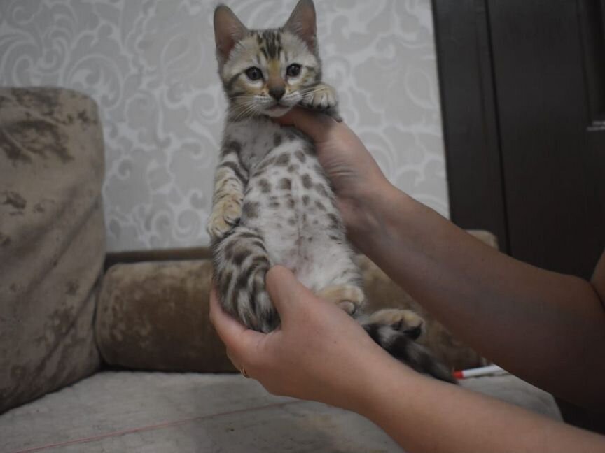 Кошка