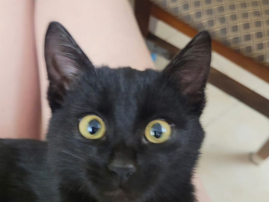 Кошка