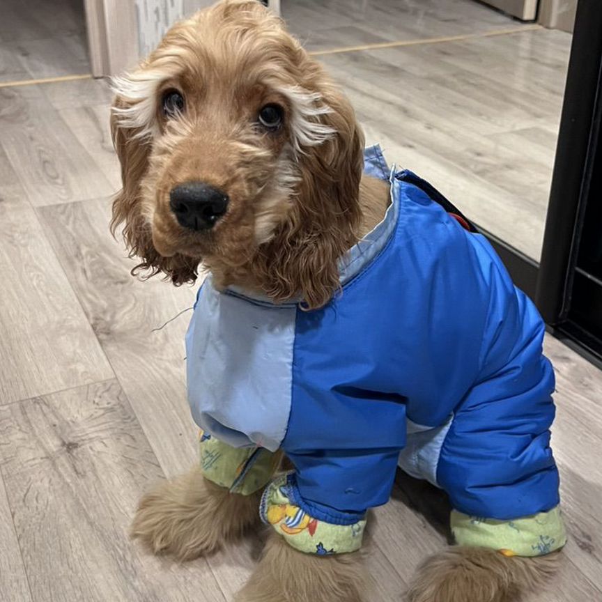 Комбинезон для собаки