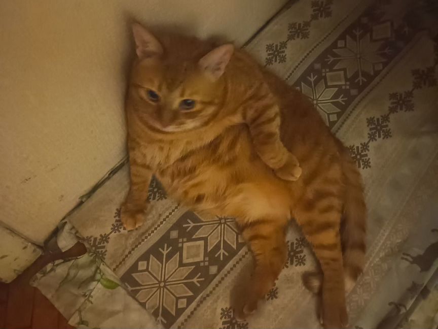 Кошка, толстая