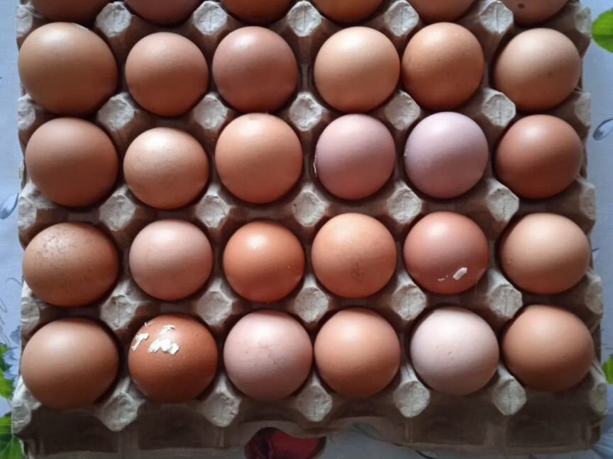 Домашние животные