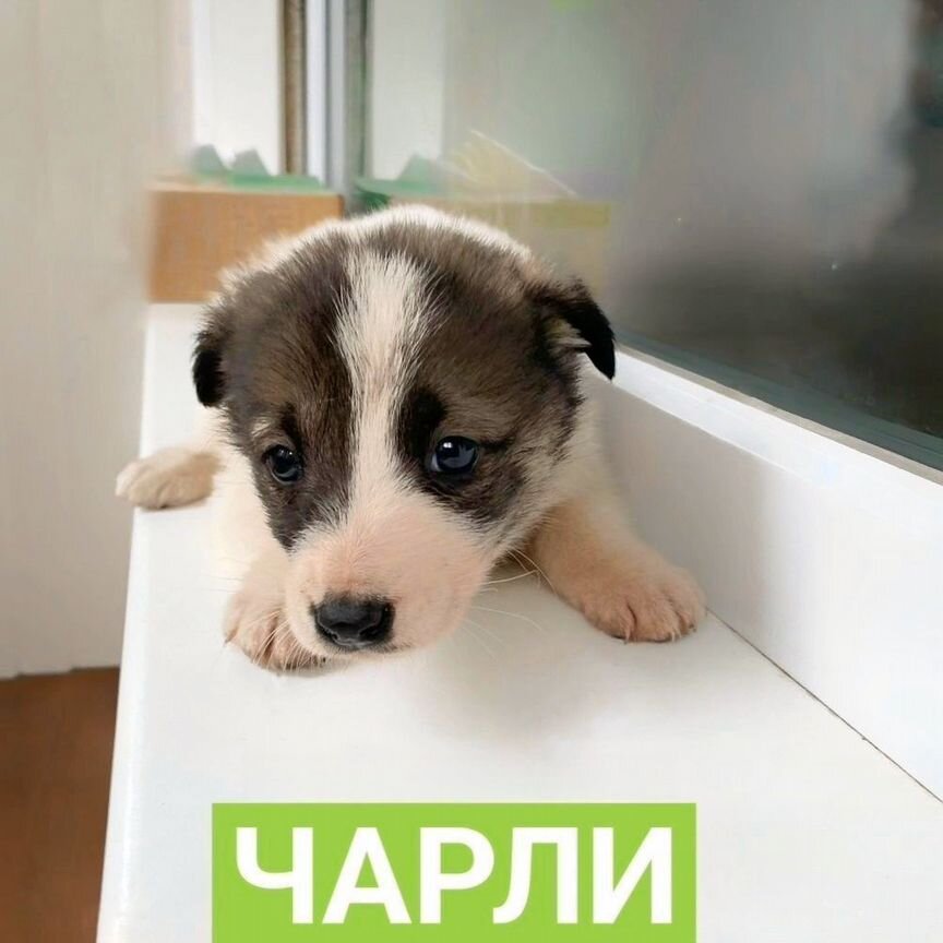 Щенки в дар