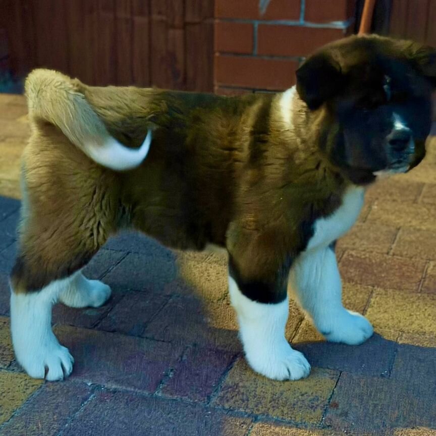 Американская акита, щенок